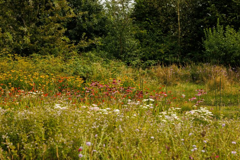 Start-up Wilderful zet nieuwe standaard met duurzame bloemen - DOEN ...